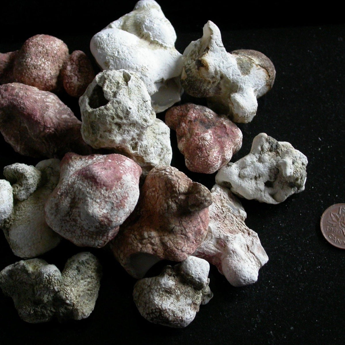 13 Snakeskin Agate Stones – Song of Stones