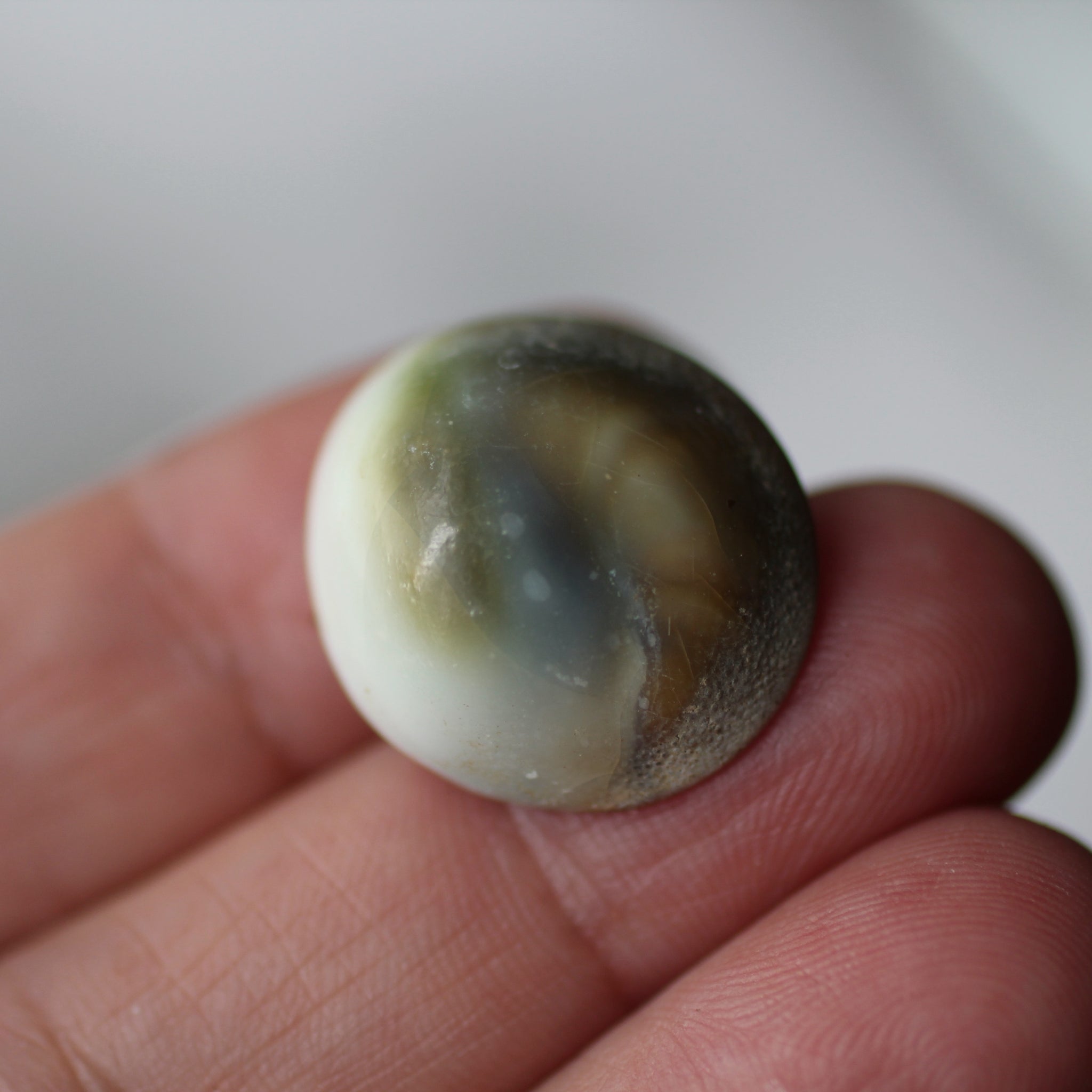Cat's Eye Operculum Shell aka Shiva Shell – Song of Stones