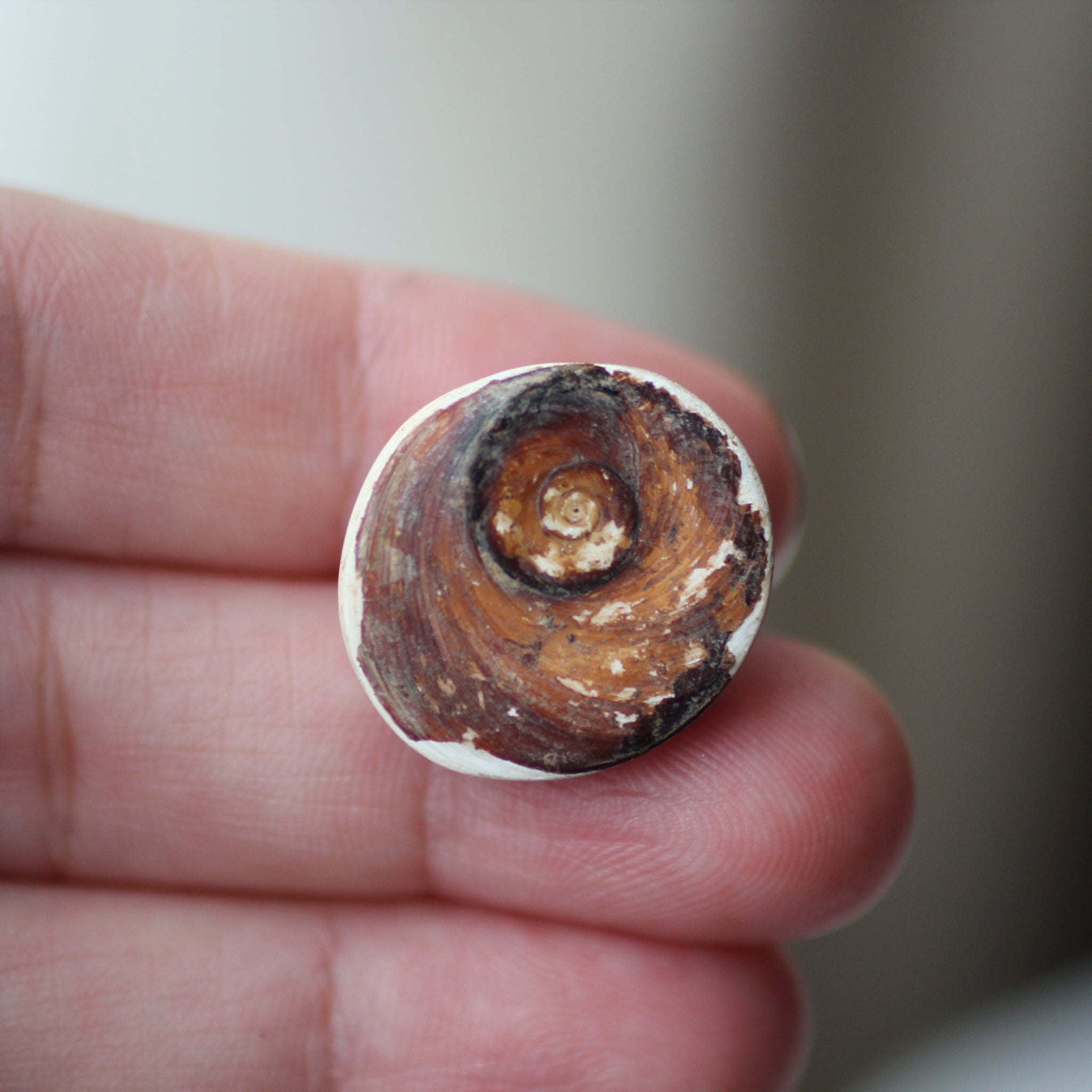 Cat's Eye Operculum Shell aka Shiva Shell – Song of Stones