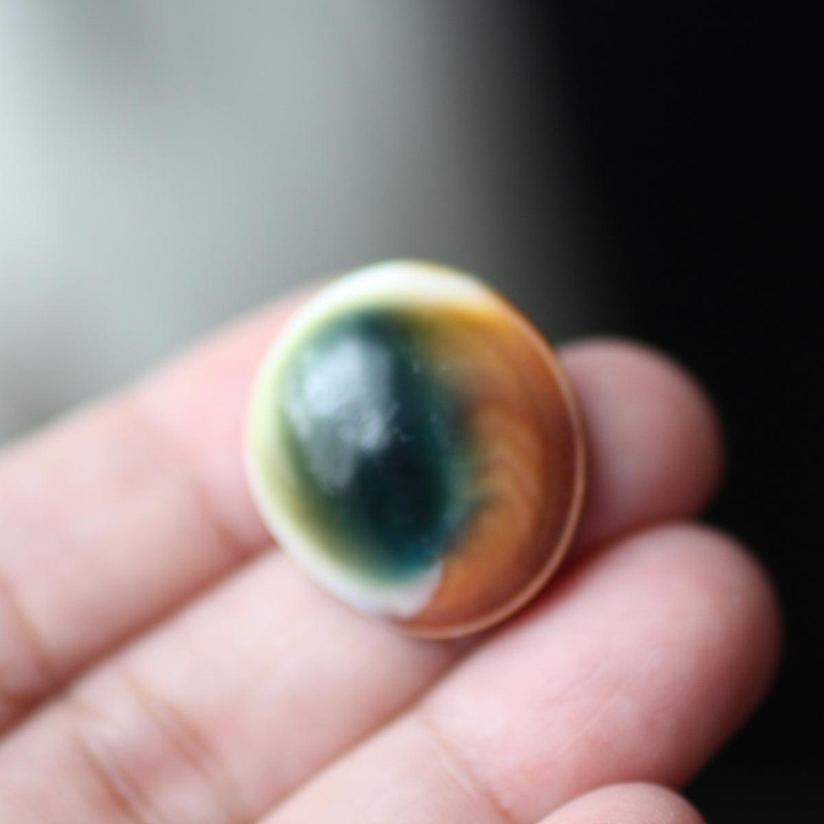 Cat's Eye Operculum Shell aka Shiva Shell – Song of Stones
