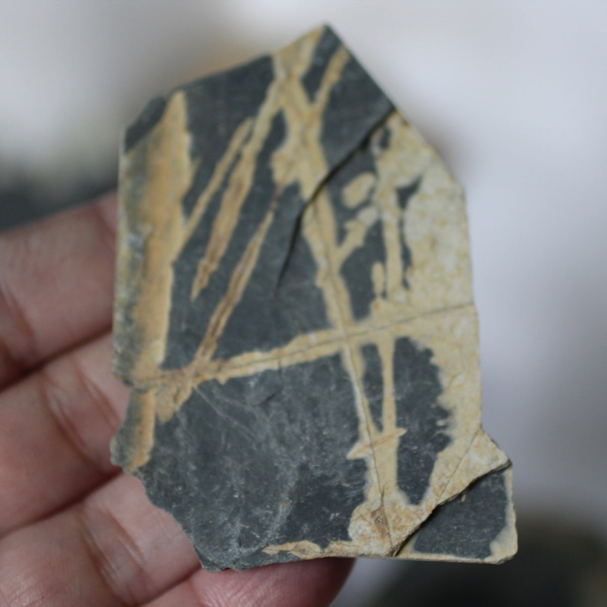 Slaty Shale Record Keeper – Song of Stones